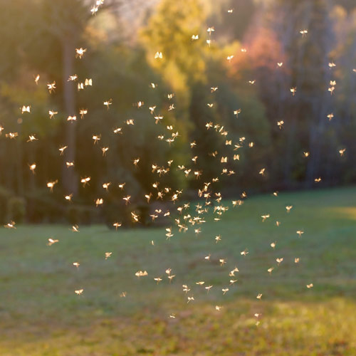 Best Mosquito Control for Your Home - NOMO Mosquitoes